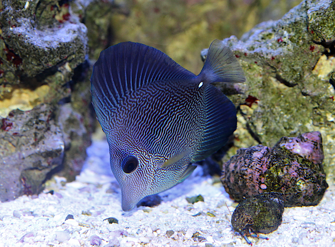 Hybrid Purple x Scopas Tang – Surge Marine Life