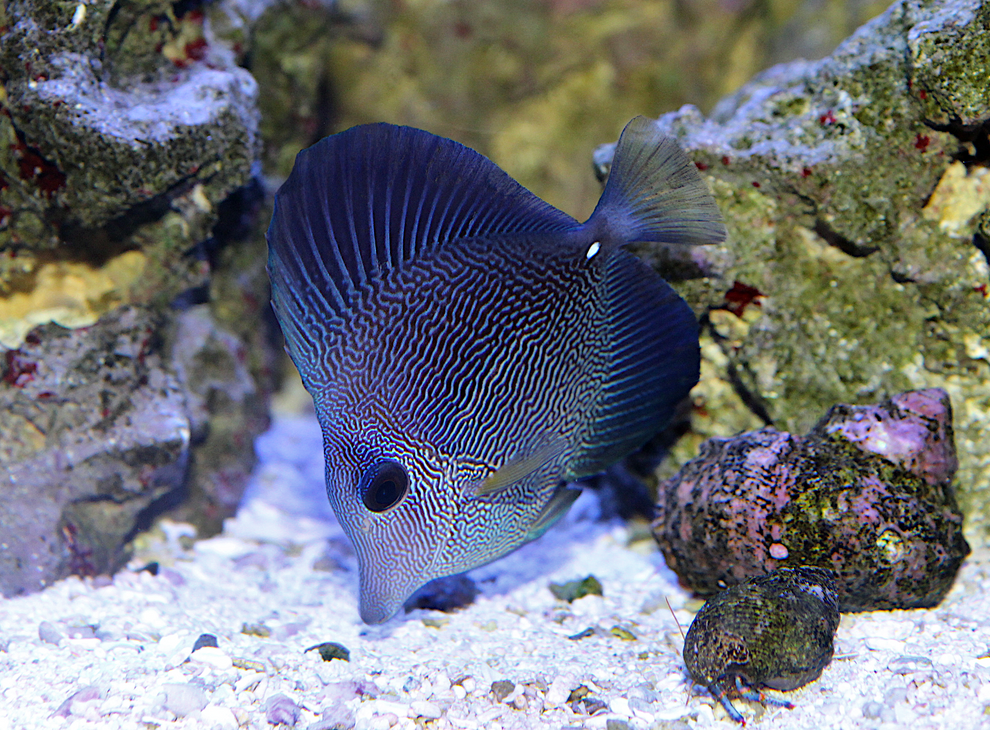 Captive Bred Hybrid Purple x Scopas Tang – Surge Marine Life